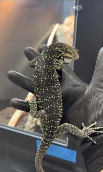 Golden Spotted Tree Monitors (Varanus Boehmei) Golden-Spotted Tree ...