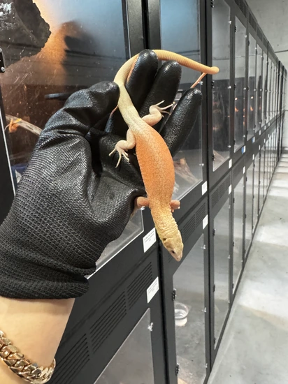 Leucistic King’s Monitor Other Monitor by Superior Reptiles