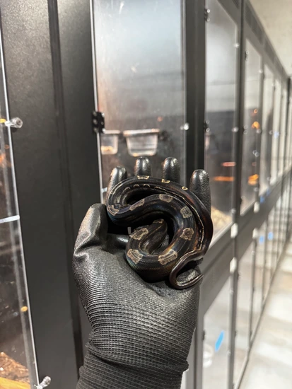 IMG Key West Motley Boa Constrictor by Superior Reptiles