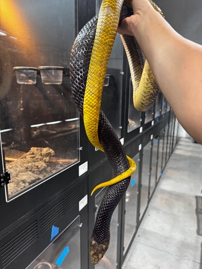 Yellow Tail Cribo (Drymarchon Corais) — USCBB Ready-to-Breed Female ...