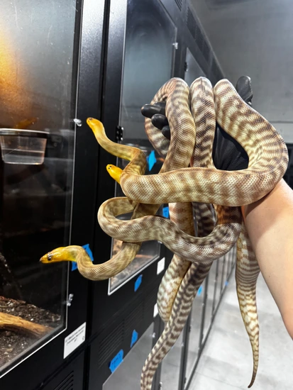Trio – Woma Pythons (3 Years Old) by Superior Reptiles