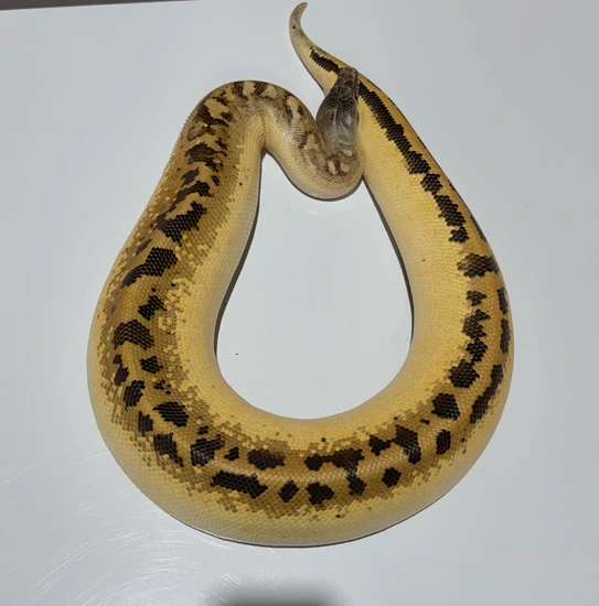 Ivory Blood Python – Female – July 2024 by Superior Reptiles