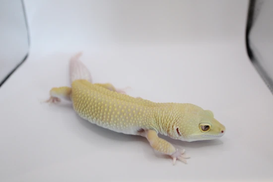 Ember Leopard Gecko by Pycko