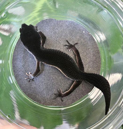 2024 Black Night TSM-S. Korean Import Leopard Gecko by Pycko