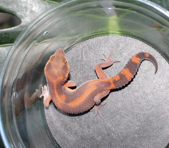 2025 Lava Night Female Leopard Gecko by Pycko