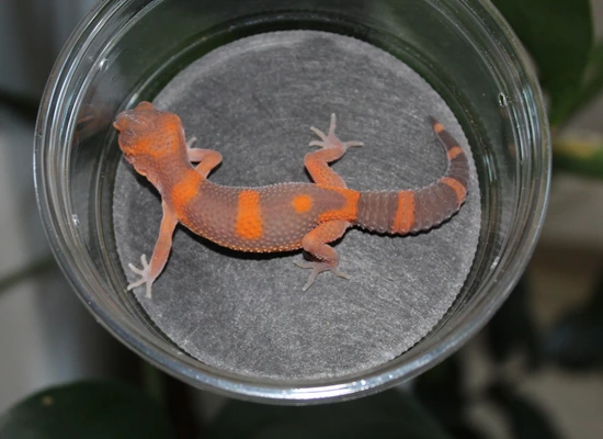 Lava Night Leopard Gecko by Pycko