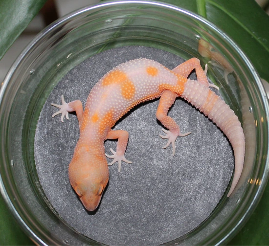 2025 Lava Night Male Leopard Gecko by Pycko