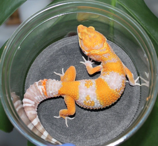 Red Diamond Female Leopard Gecko by Pycko