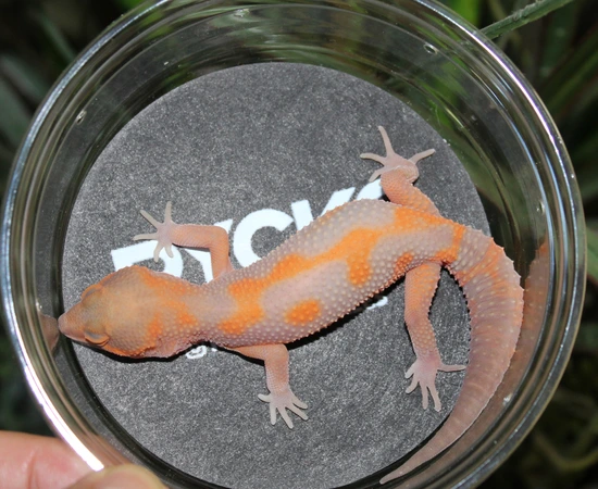 2025 Lava Night Male Leopard Gecko by Pycko