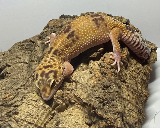 Pet Only Leopard Gecko by Mystic Realm Exotics