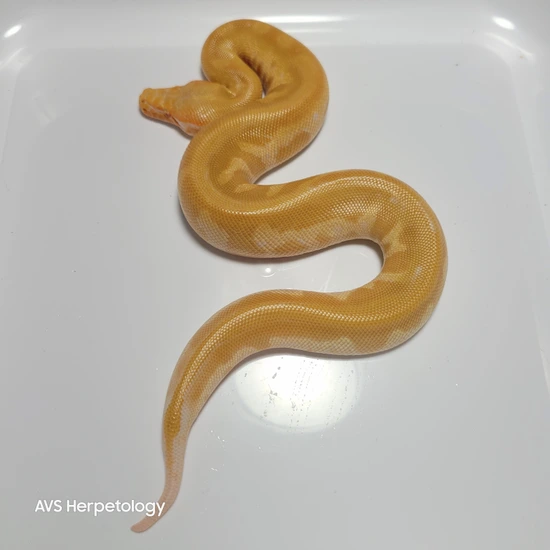 T- Albino, Matrix Blood Python by AVS Herpetology