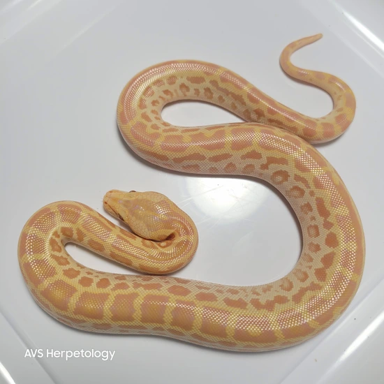 Pearl (Hypo, Albino) Burmese Python by AVS Herpetology