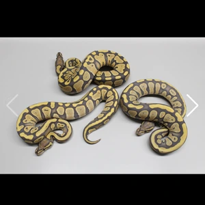 Ed Bachman - MorphMarket