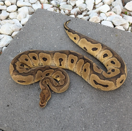 Red Stripe Clown Het Dessert Ghost Ball Python by Python Junkies