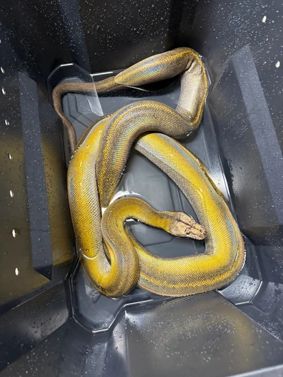 Phantom Golden Child Reticulated Python by Giancarlo Patriarca Reptiles