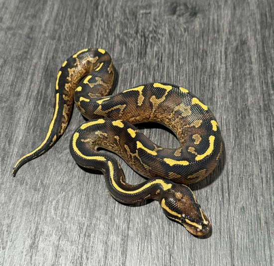 Super Asphalt Het Desert Ghost Ball Python by Pythons Of The North