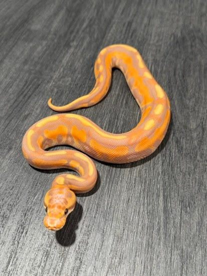 Banana Cinnamon Enchi Leopard Het Paint/Sentinel Possible OD YB Ball Python by Pythons Of The North