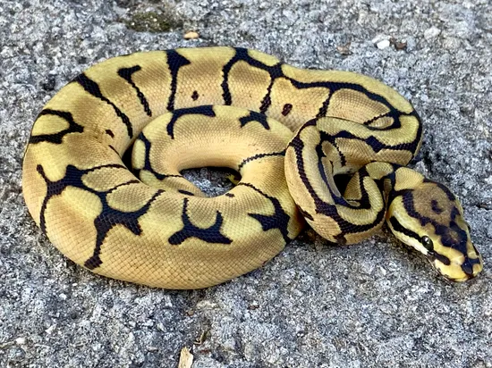 1.0 Mystic Spider 66% Het Desert Ghost Ball Python by Pythonpaintjobs