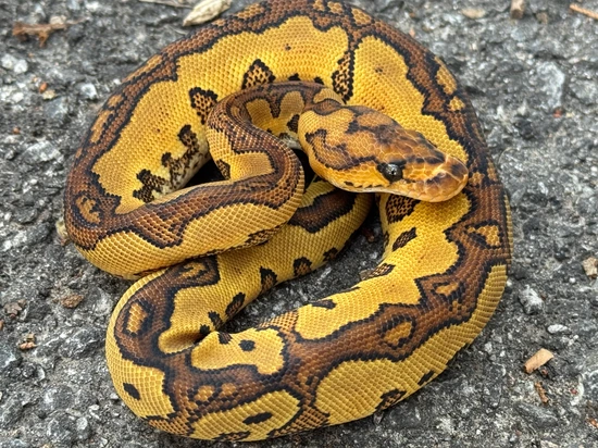 💥0.1 Red Stripe Yellow Belly Clown💥 Ball Python by Pythonpaintjobs