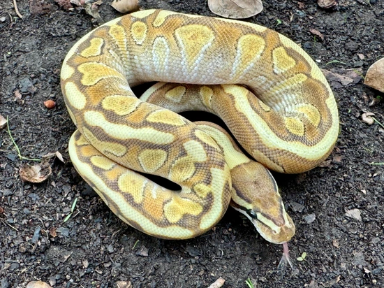 💥0.1 Enchi Mojave Red Stripe Het Clown💥 Ball Python by Pythonpaintjobs