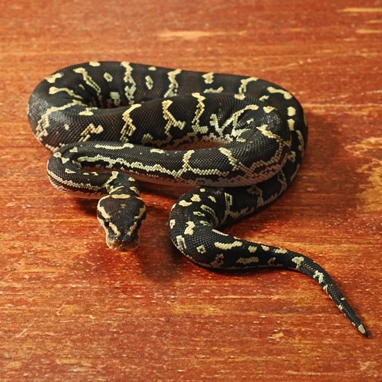 Python Anchietae Offspring 2023 Angolan Python by Pythonpirat