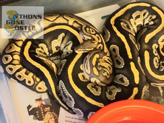 Black Head Ghost Double Het Genetic Stripe Clown Ball Python by Pythons ...