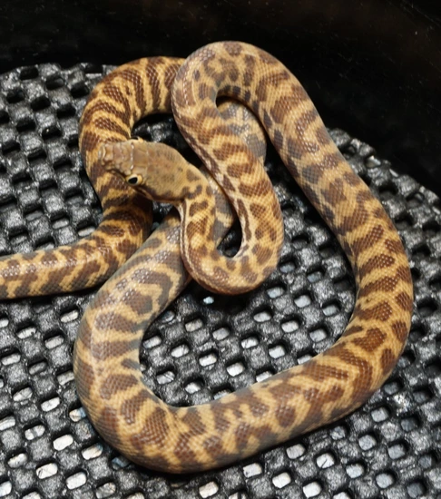 Eastern Stimson's Python by Rare Python Conservatory