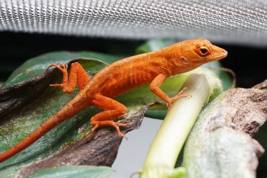 🍊 Orange Inferno Anole (A. Sagrei) by Rare Python Conservatory