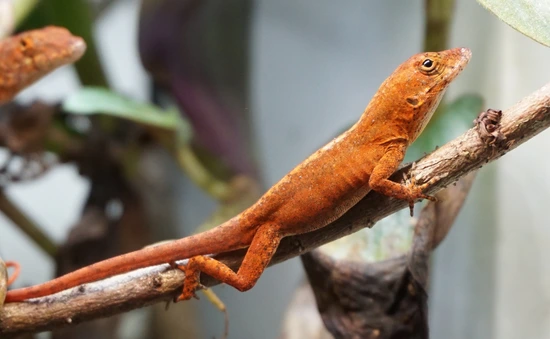 Red Anole (Anolis Sagrei) by Rare Python Conservatory