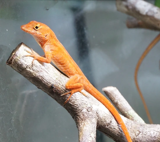 🍊 Orange Inferno Anole (Anolis Sagrei) by Rare Python Conservatory
