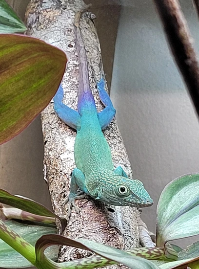 Jamaican Turquoise Anole Pair (Anolis Grahami) by Rare Python Conservatory