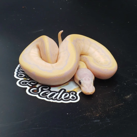 Super Banana Fire Pinstripe Het Pied Ball Python by QB's Tails & Scales LLC