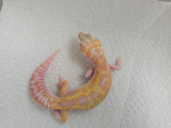 White & Yellow Mack Snow Tremper Poss Het Eclipse Leopard Gecko by Q's ...
