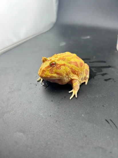 Male Albino Pac Man Pacman Frog by Quality bred exotics