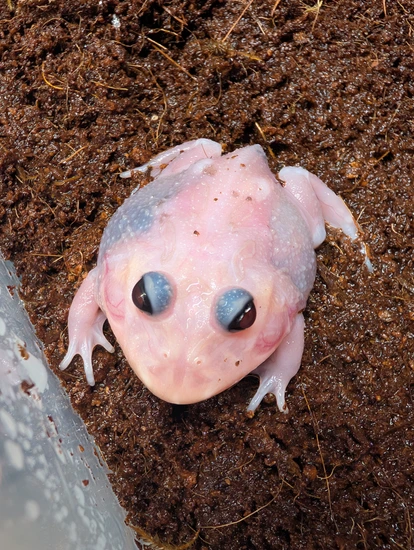Mutant Translucent Pink (Black Eyes) Pacman Frog by Tarantulas.com