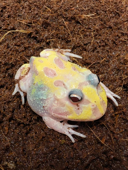 Mutant Translucent Pink And Yellow Pacman Frog by Tarantulas.com