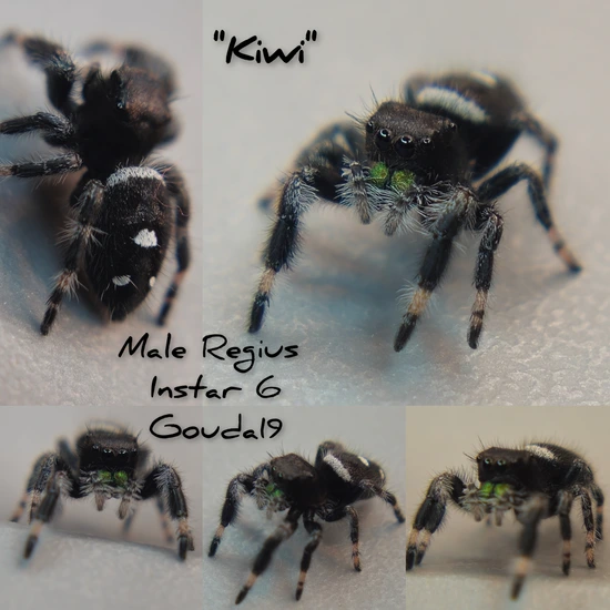 Juvenile Regius Male Jumping Spider by Queso Spoods