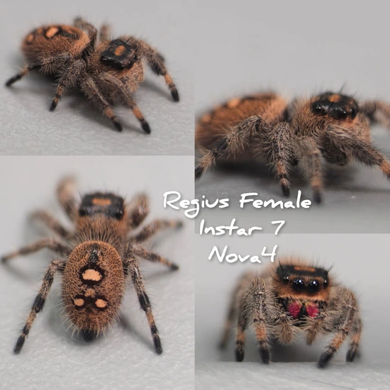 Juvenile Female Regius Jumping Spider by Queso Spoods