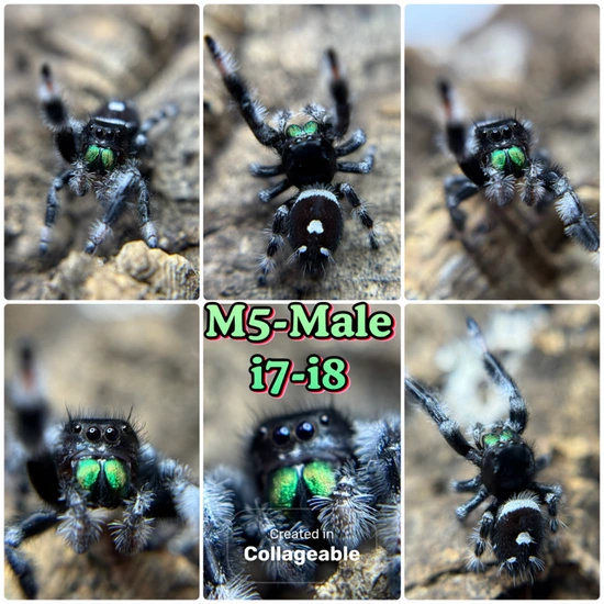 Phidippus Regius Jumping Spider by Quigley's Gecko and Web Shop