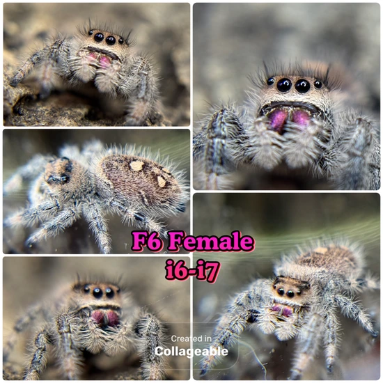 Phidippus Regius Jumping Spider by Quigley's Gecko and Web Shop