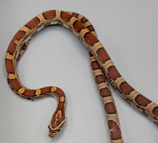 Normal Corn Snake by Quirky Snakes