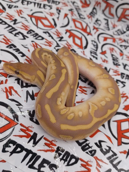 🏆🏆World's 1st Butter Wookie Ultramel 100% Het Clown🏆🏆 Ball Python by ...