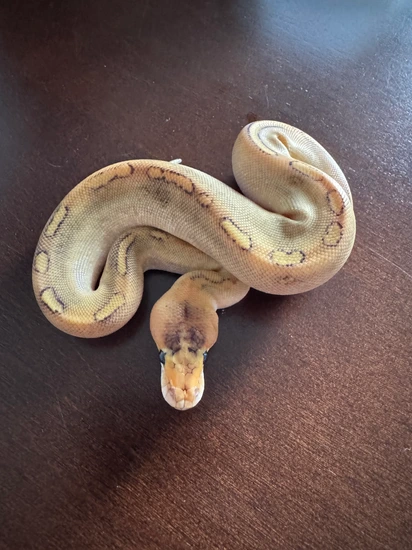Champagne Het Clown Het Albino Ball Python by R & C Pythons