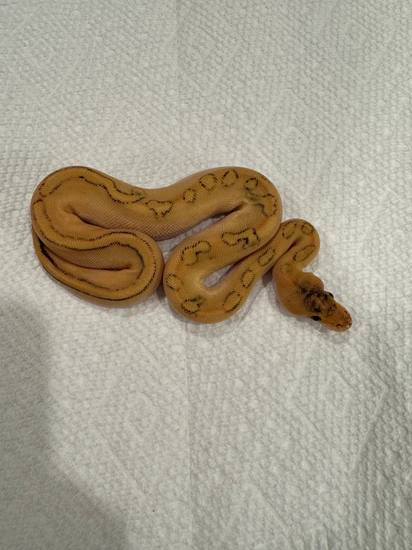 Orange Dream Enchi Champagne 100% Dbl Het Clown Het Albino Ball Python by R & C Pythons
