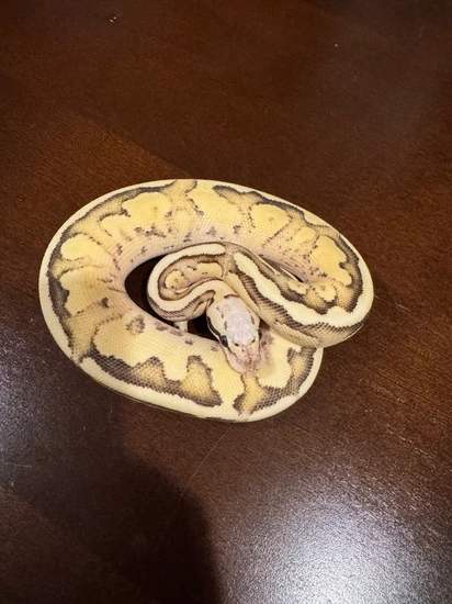 Vanilla Pastel Fire Leopard Ball Python by R & C Pythons