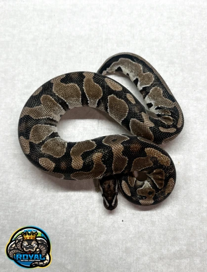Vpi Axanthic Ball Python by Royal Nation Creations