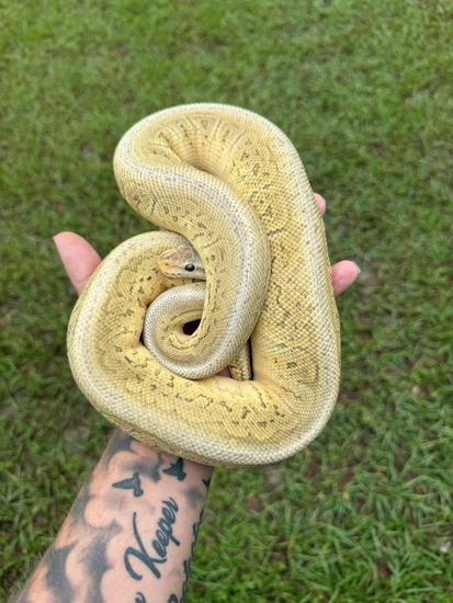 Hypo Pewter Pinstripe Ball Python by Royal Nation Creations