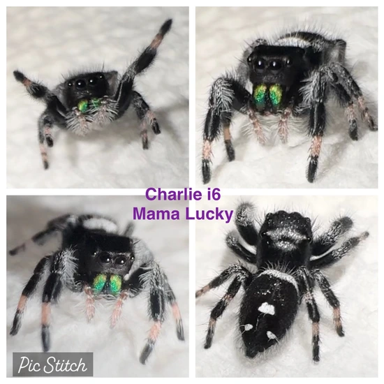 Charlie I6 Jumping Spider by Rae's Jumpers & T’s