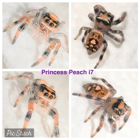 Princess Peach I7 Jumping Spider by Rae's Jumpers & T’s