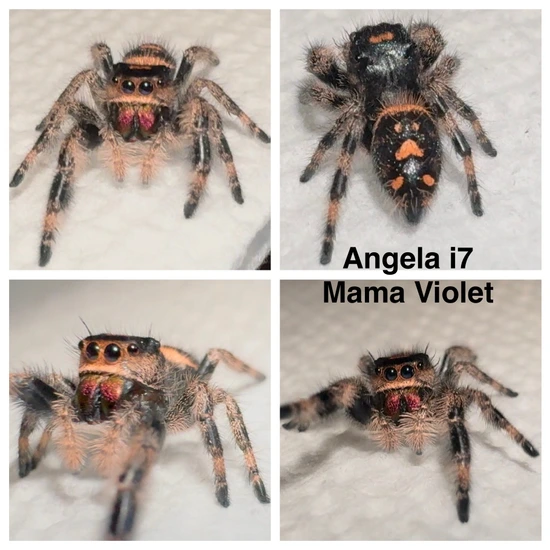 Angela I7 Jumping Spider by Rae's Jumpers & T’s